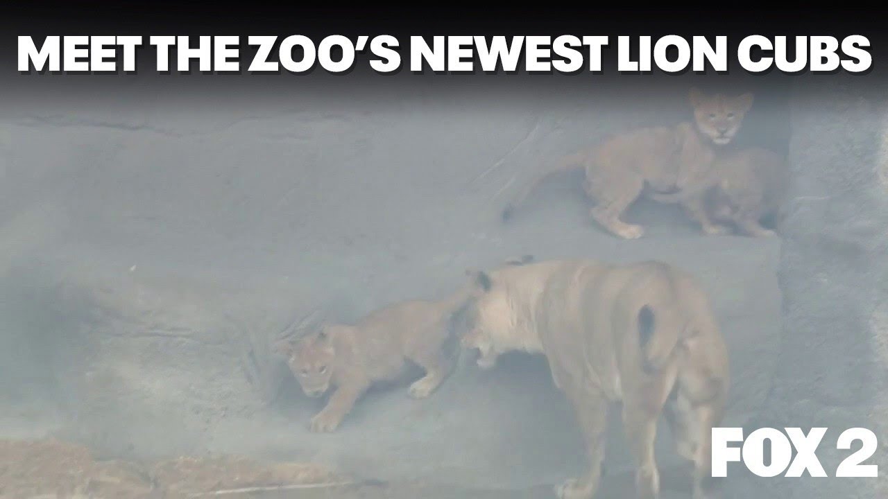 Detroit Zoo's newest lion cubs join habitat