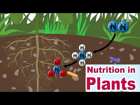 How Mineral Nutrition in Plants Works? Science Lovers Special. (Marathi-English Language)