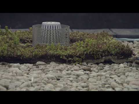 Green Roofing