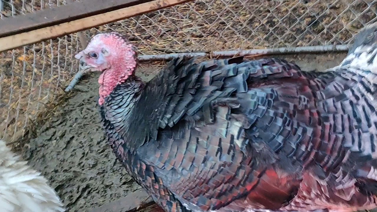 first Houdini adventures video