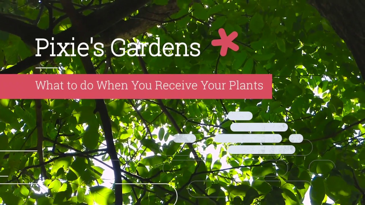 What to do When You Receive Your Plants by Pixies Gardens