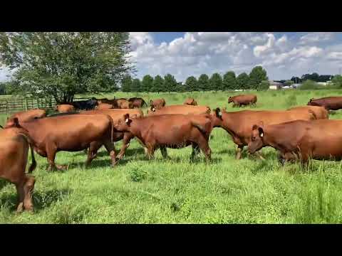 The Cattle Range Listing: 307D286