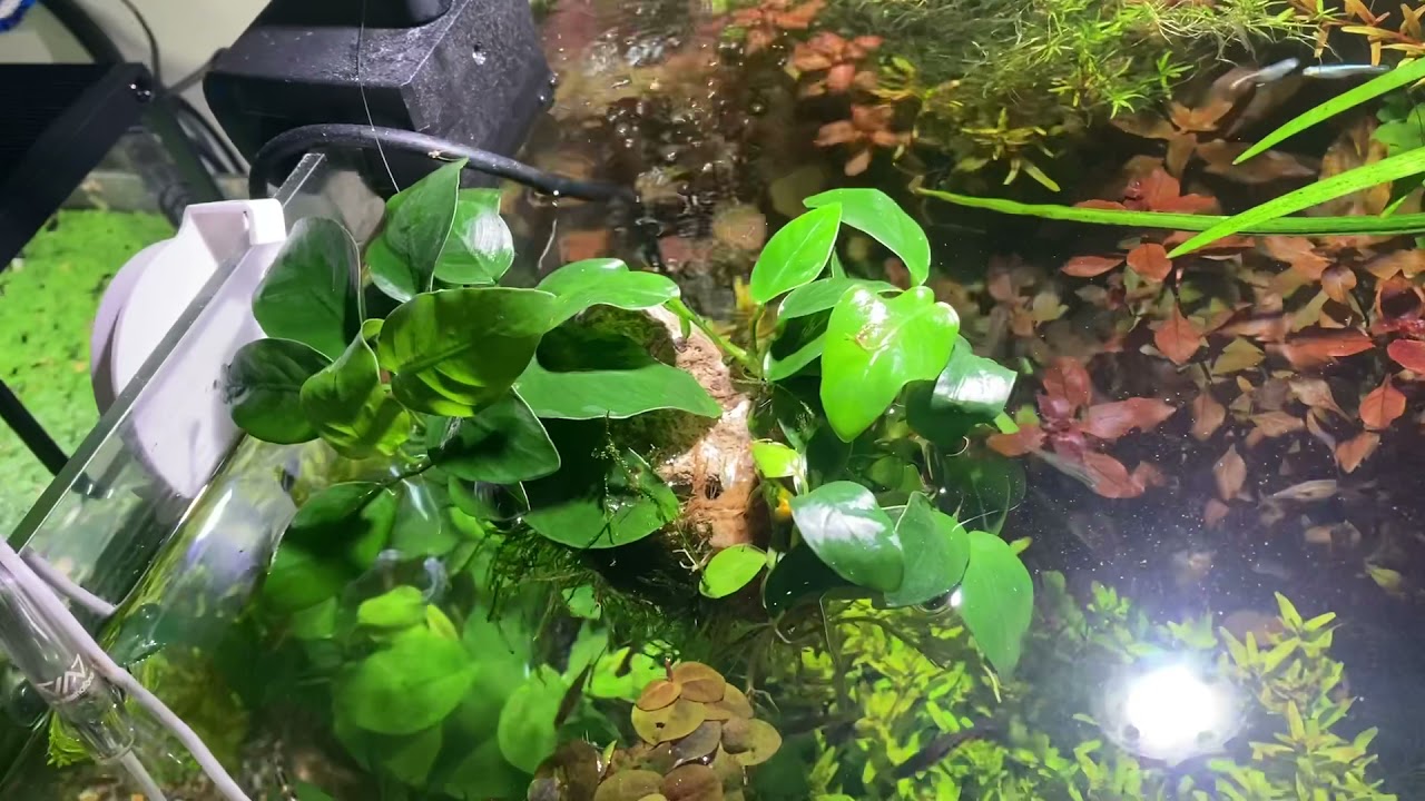 Pumice floating stone with Java moss and anubias
