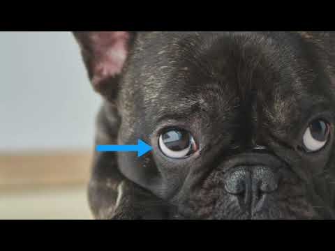 How to Examine Your Pet: The Eyes