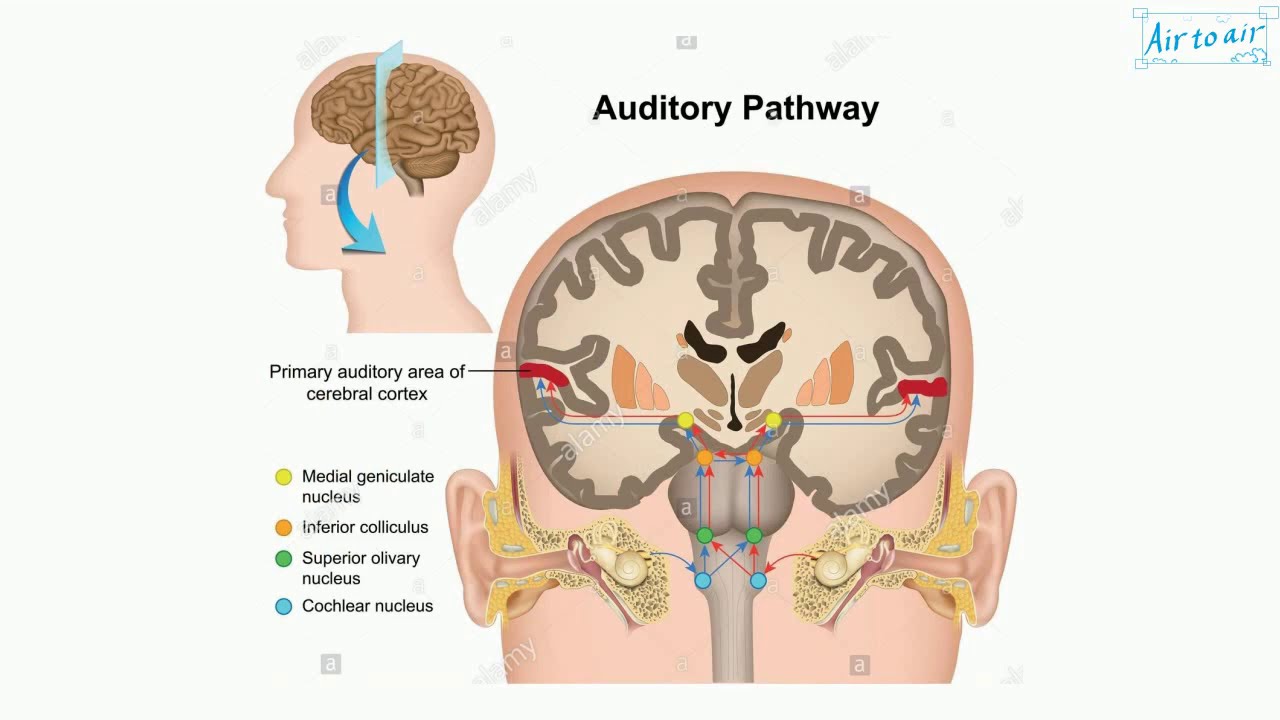inferior colliculus