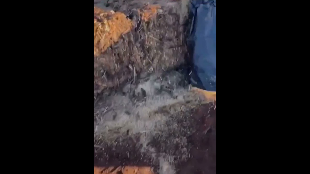 Uncovering a sheet to find mice hiding  | #shorts | r/interestingasfuck