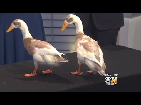 Wild Wednesday: Indian Runner Ducks