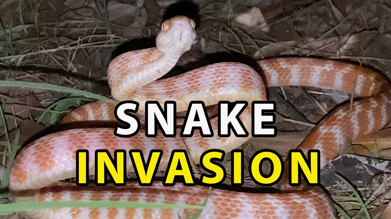 SNAKE INVADER!  The Brown Tree Snake