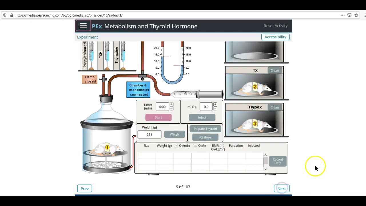 Endocrine Physioe Ex explainer