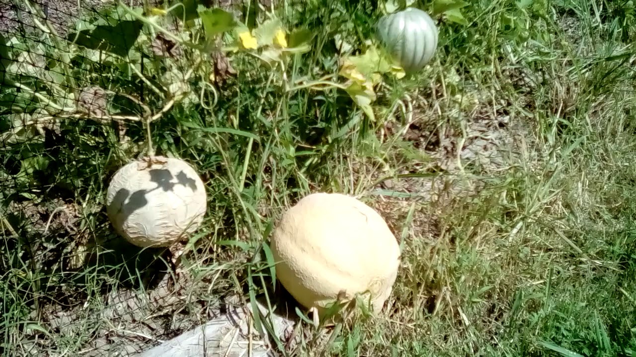 HONEY ROCK MELON (Review)