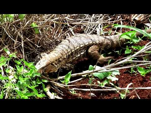 Tegu lizard DNA sequenced | Dear Kitty. Some blog