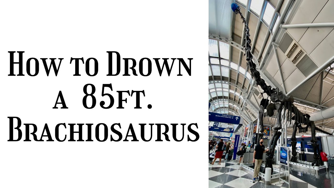How do you drown an 85ft. Brachiosaurus?