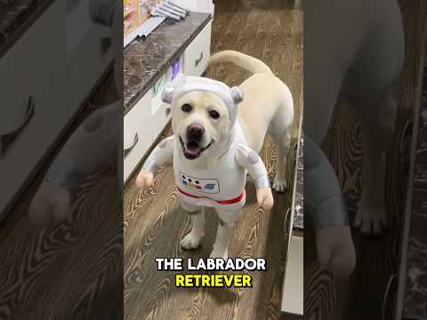 Labrador Retriever The Dog That Never Says No to a Hug ❤️
