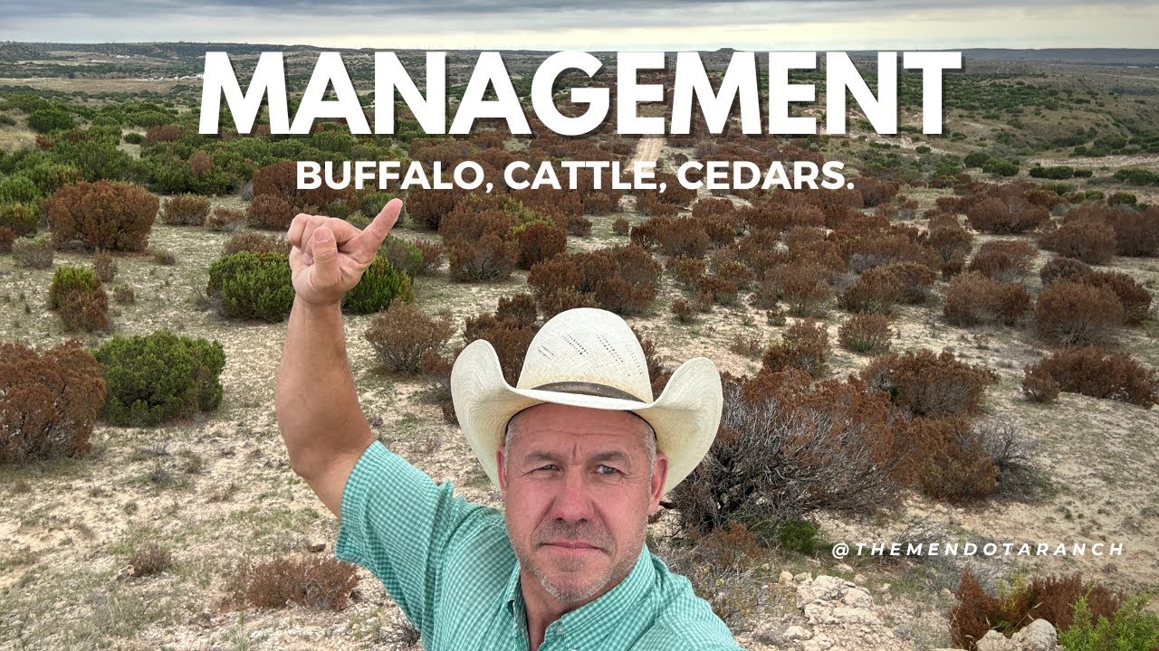 PreWeaning prep   Getting ready to wean the calves #cattle #ranch #buffalo ￼