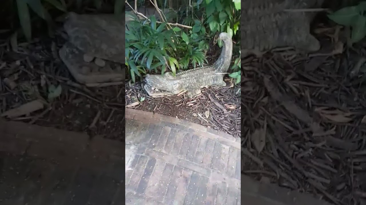 I got a crocodile #crocodile #comedy #animals #humor #funny #comedy #larin #shorts