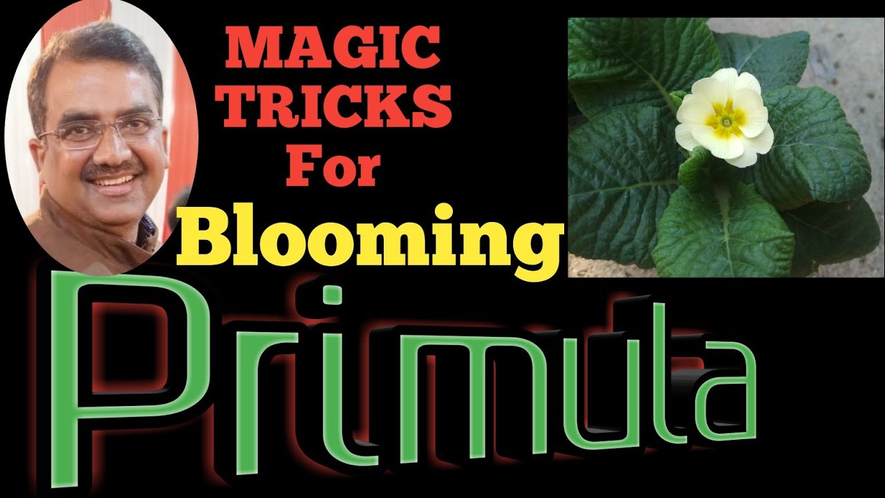 Caring For Primula Plants || Growing Primerose
