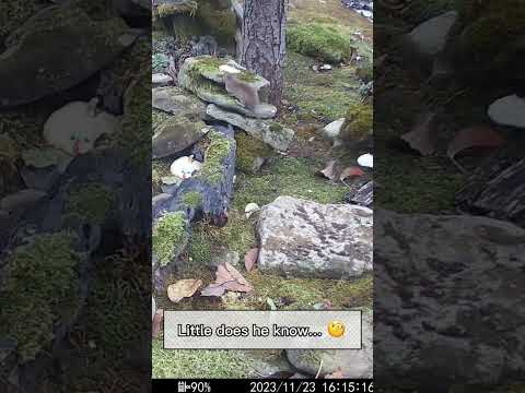 Rat gets attacked by birds! #trailcam #nature #funny #nightvision #cute #rat #birdwatching #birds