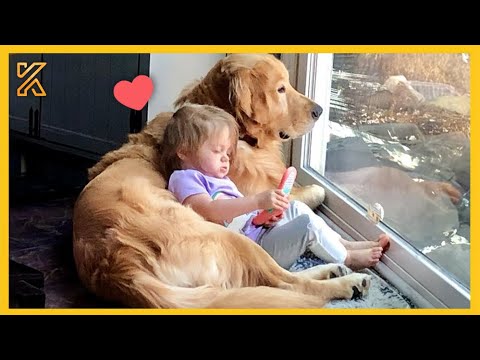 ???? FULL When Your Dog Takes On The Role Of Big Brother! ????