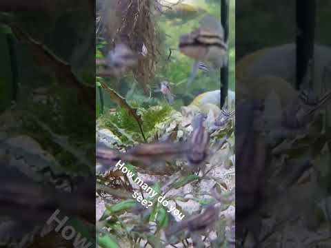 Breeding Julidochromis #africancichlid #tanganyikancichlids #Julidochromis