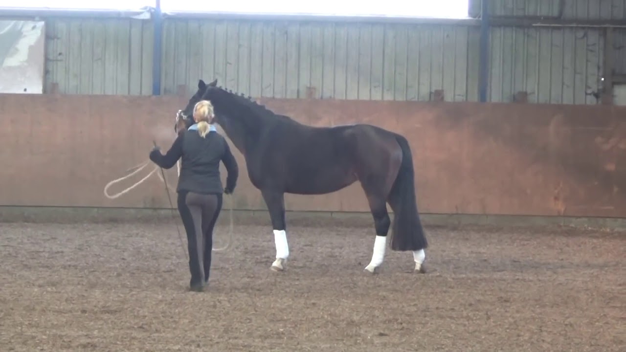 Master Instructor Melanie Bulmahn on Lunging