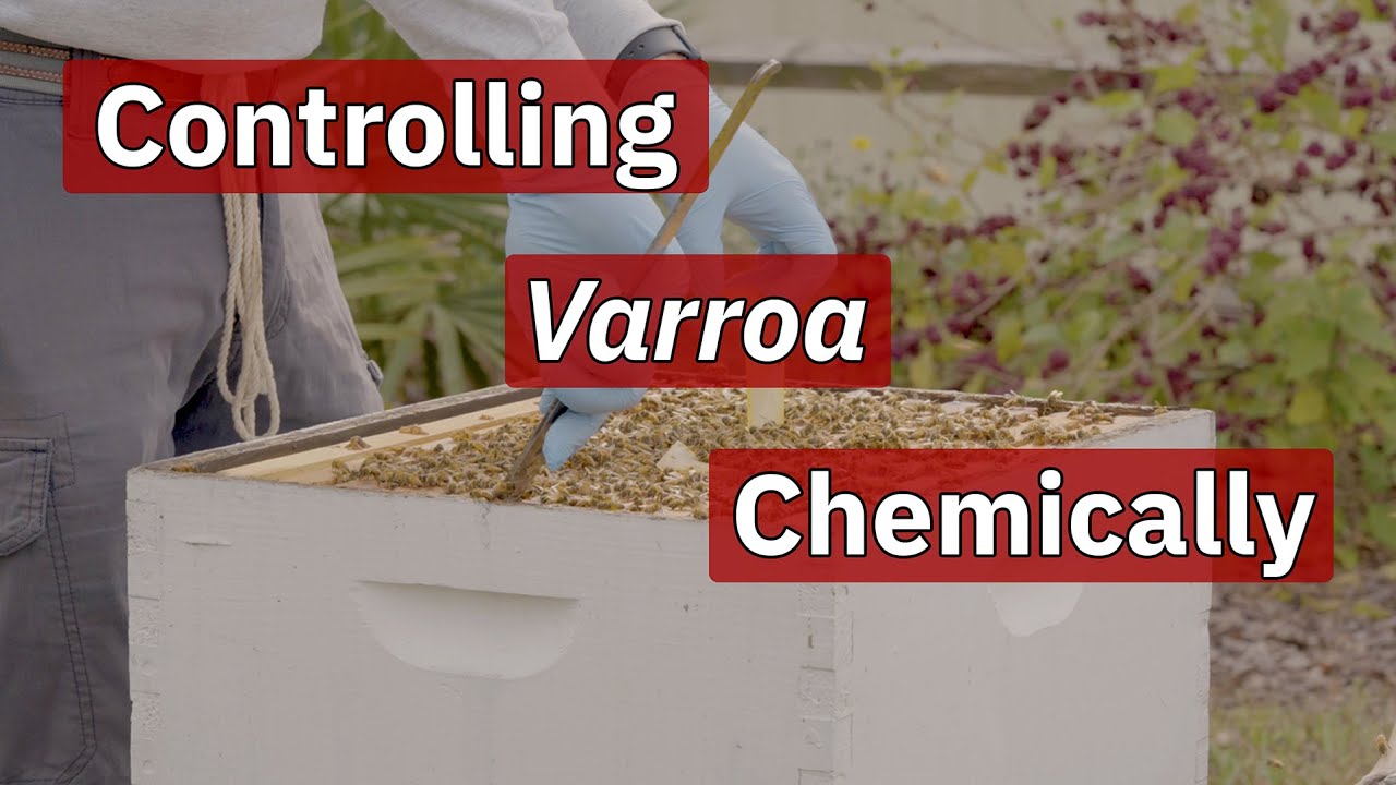 Controlling Varroa Chemically | Beekeeping Academy | Ep. 72