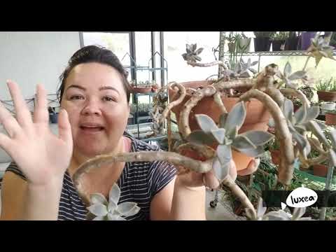 Propagating Succulents From Stems (Easy)