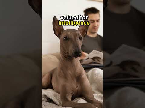 Mexican hairless dog or Xoloitzcuintli (Watch Full ↑ ) #dogs