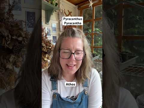 This is how to remember the botanical name for pyracanthus!#botanicalname #rhs #pyracanthus