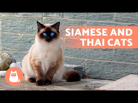 SIAMESE CATS 🐱 (Origin, Characteristics, Character and Care)