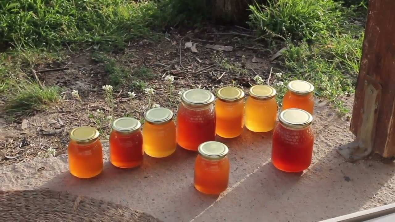 Extracción de MIEL sin centrifugadora ~ Cosechar de forma ARTESANAL