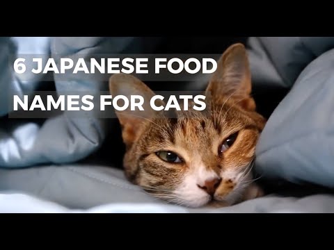 JAPANESE FOOD NAMES FOR CATS