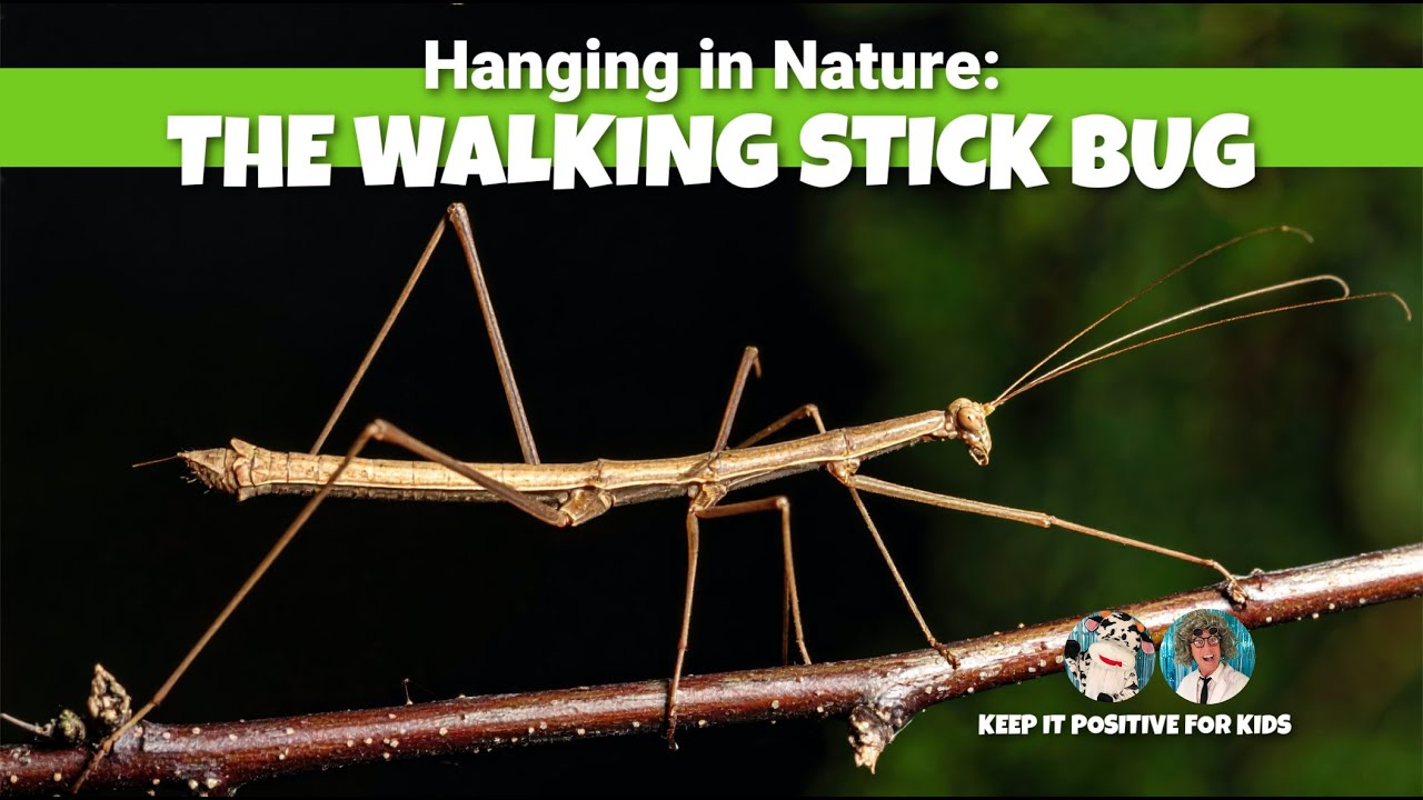🌿 Walking Stick Bug Facts for Kids 🦗 | Learn About Insects | Nature & Wildlife