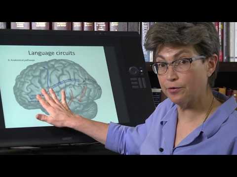 11.15 Language Comprehension and Production