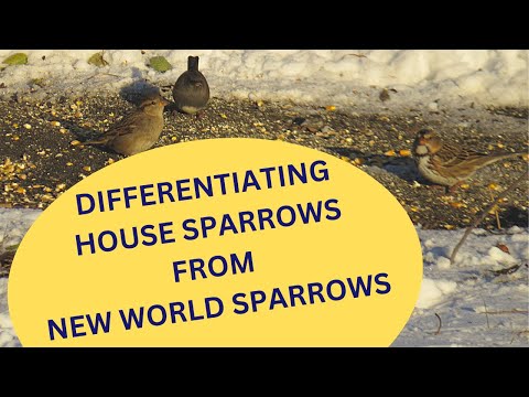 Differentiating House Sparrows from New World Sparrows 2023