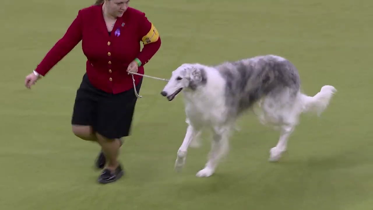 Hound Group Judging 2025