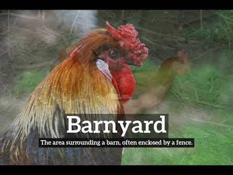 How Does Barnyard Look? | What is Barnyard? | How to Say Barnyard in English?