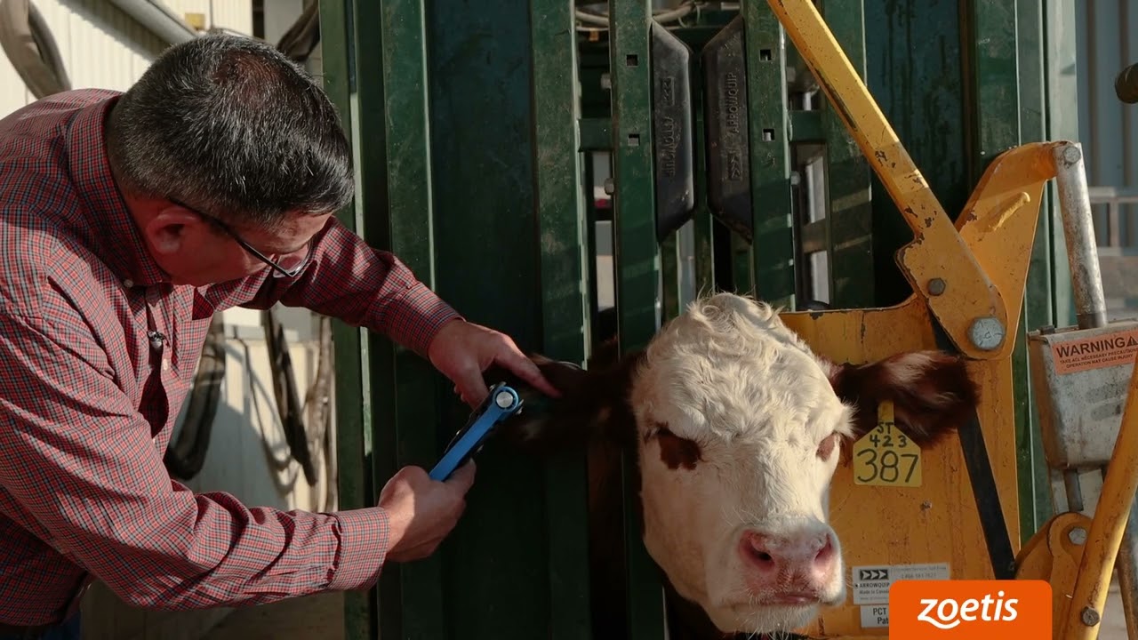 Sampling with Allflex TSUs  | Zoetis Livestock Genetics