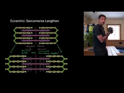 Concentric, Eccentric, and Isometric Muscle Contractions