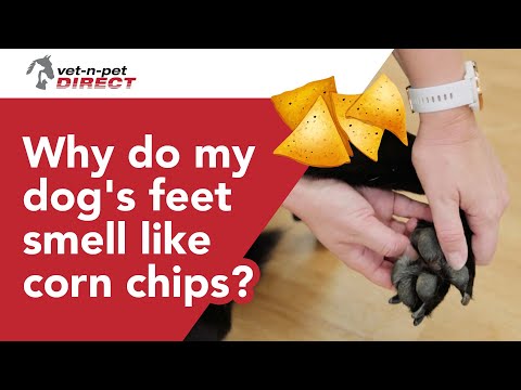 Why do my dogs feet smell like corn chips?