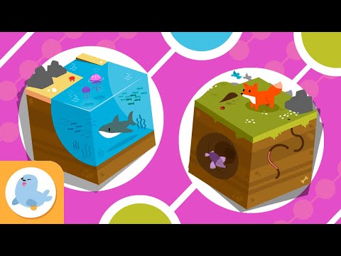 FOOD CHAINS for Kids 🌱⬅🐝⬅🐦⬅🐺 Definition and classification 🌼 Compilation