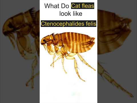 What do cat fleas look like #short #shorts #cat