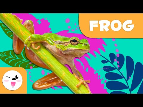 Frog πΈ Animals for Kids ποΈ Episode 6
