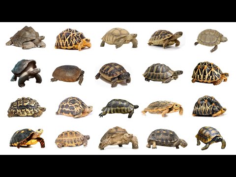 Types of Tortoises | Tortoises | Tortoises In English Language | Learn Types of Tortoises In English