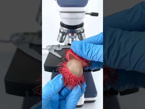Magnifying American black bean sauce by 400 times under a microscope is so cool!
