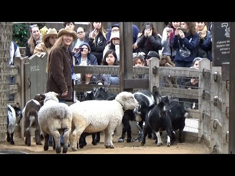 WATCH: Final weekend for RUNNING OF THE GOATS brings big crowds to Big ...