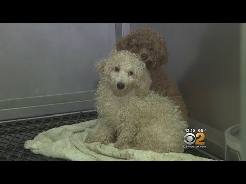 Poodles Rescued From Home, Need Adoption