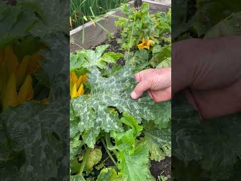 Zucchini Plants: What's Normal & What's Not?