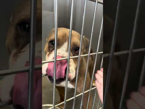 Video of adoptable pet named Roxy