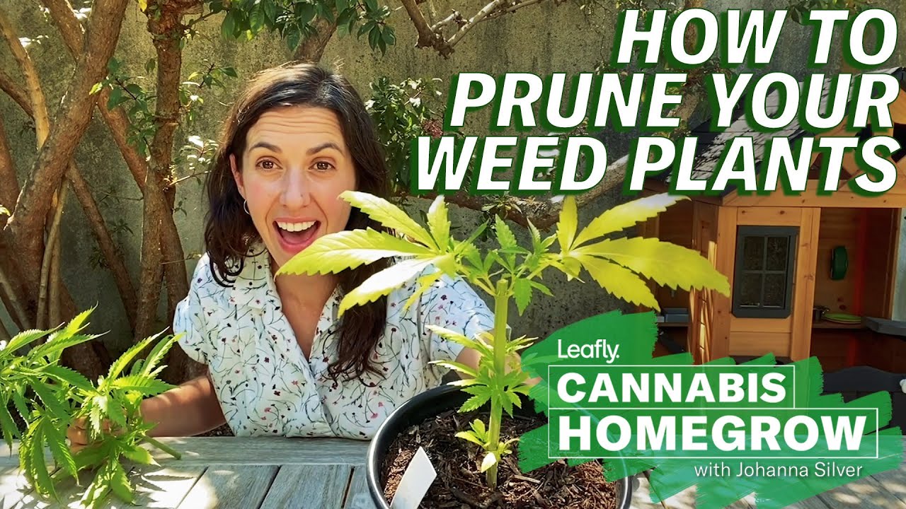 How to prune your weed plants | Leafly Homegrow Series