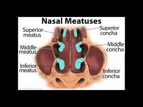 Nasal Meatuses!!!!#medical #doctor #body
